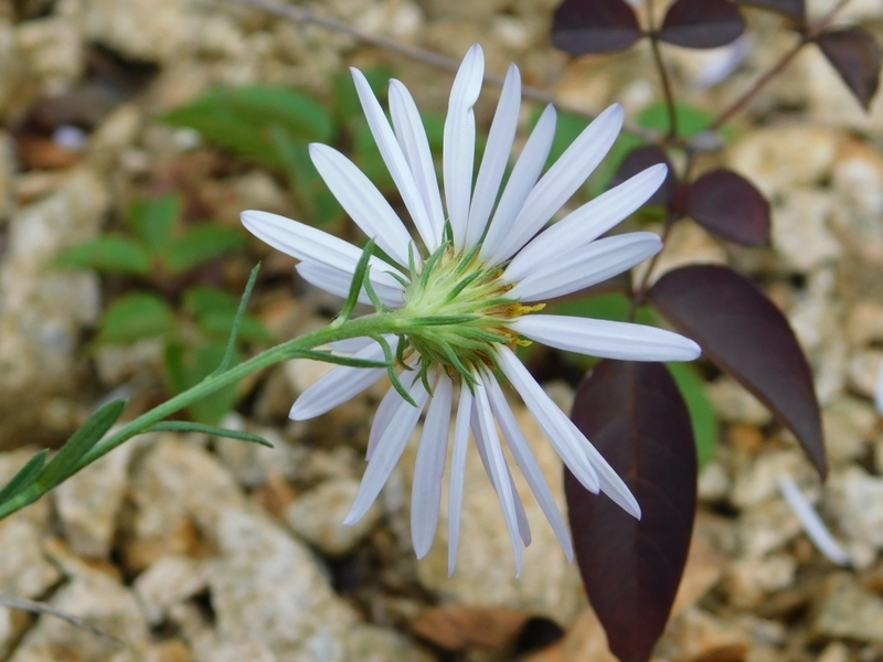 Aster hispidus var. hispidus ヤマジノギク - Nature Around Takarazuka