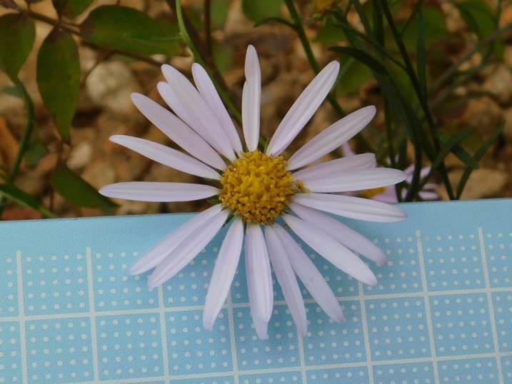 Aster hispidus var. hispidus ヤマジノギク - Nature Around Takarazuka