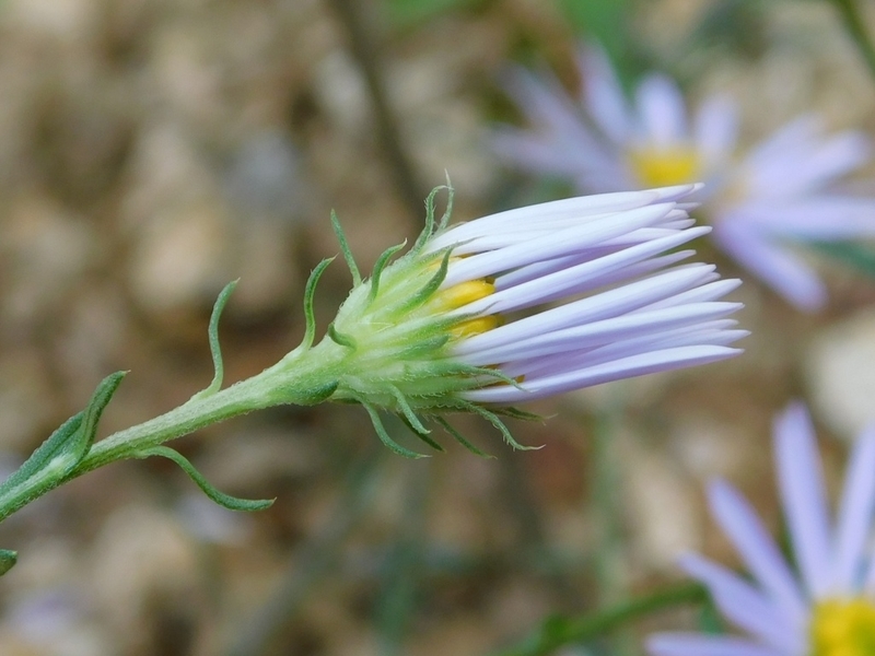 Aster hispidus var. hispidus ヤマジノギク - Nature Around Takarazuka