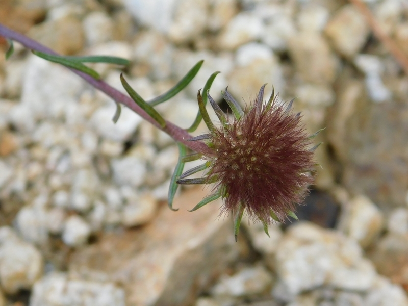 Aster hispidus var. hispidus ヤマジノギク - Nature Around Takarazuka