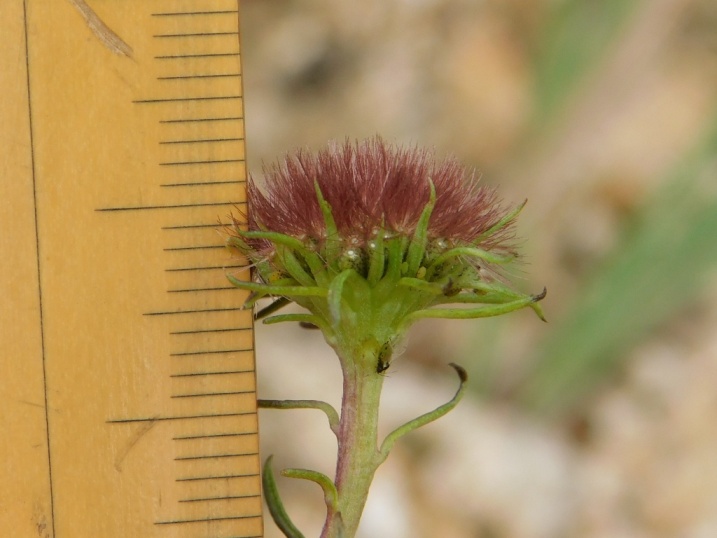 Aster hispidus var. hispidus ヤマジノギク - Nature Around Takarazuka