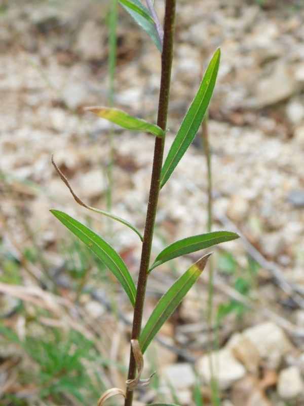 Aster hispidus var. hispidus ヤマジノギク - Nature Around Takarazuka