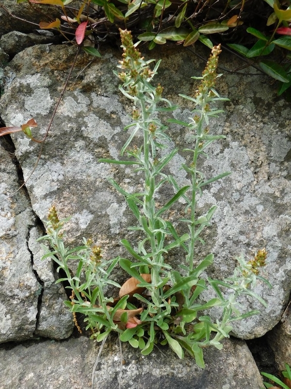 Gamochaeta calviceps ホソバノチチコグサモドキ（タチチチコグサ） - Nature Around Takarazuka