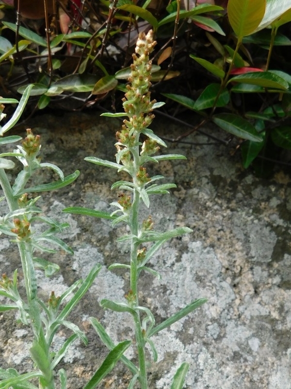 Gamochaeta calviceps ホソバノチチコグサモドキ（タチチチコグサ） - Nature Around Takarazuka
