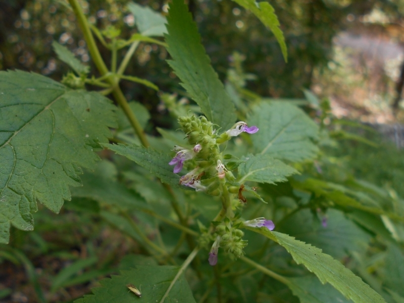 Teucrium viscidum var. miquelianum ツルニガクサ - Nature Around Takarazuka