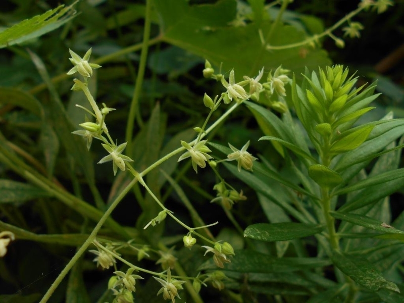 Humulus scandens カナムグラ - Nature Around Takarazuka