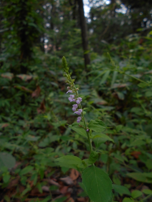 Mosla punctulata イヌコウジュ - Nature Around Takarazuka
