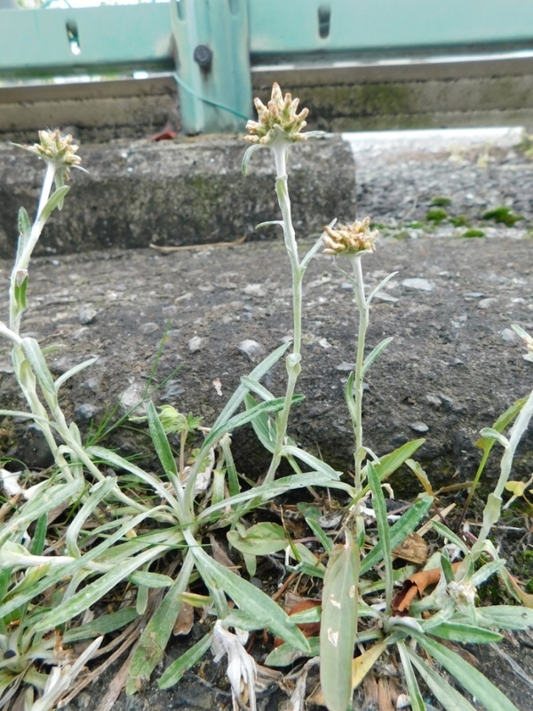 Euchiton japonicus チチコグサ - Nature Around Takarazuka