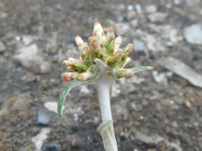 Euchiton japonicus チチコグサ - Nature Around Takarazuka