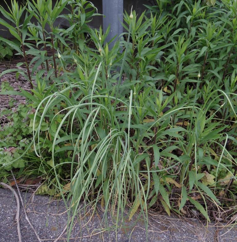 Allium macrostemon ノビル - Nature Around Takarazuka