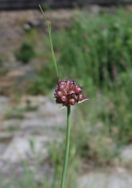 Allium macrostemon ノビル - Nature Around Takarazuka