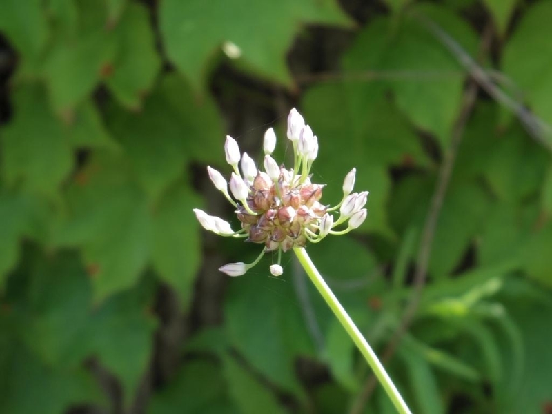 Allium macrostemon ノビル - Nature Around Takarazuka