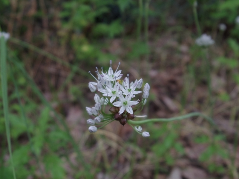 Allium macrostemon ノビル - Nature Around Takarazuka