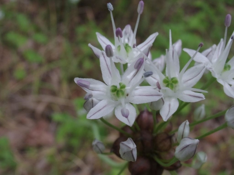 Allium macrostemon ノビル - Nature Around Takarazuka