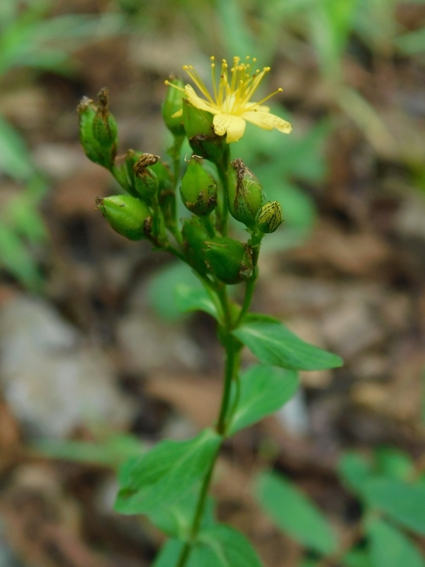 Hypericum erectum オトギリソウ - Nature Around Takarazuka