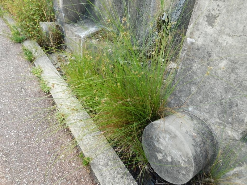 Cyperus flavidus アゼガヤツリ - Nature Around Takarazuka