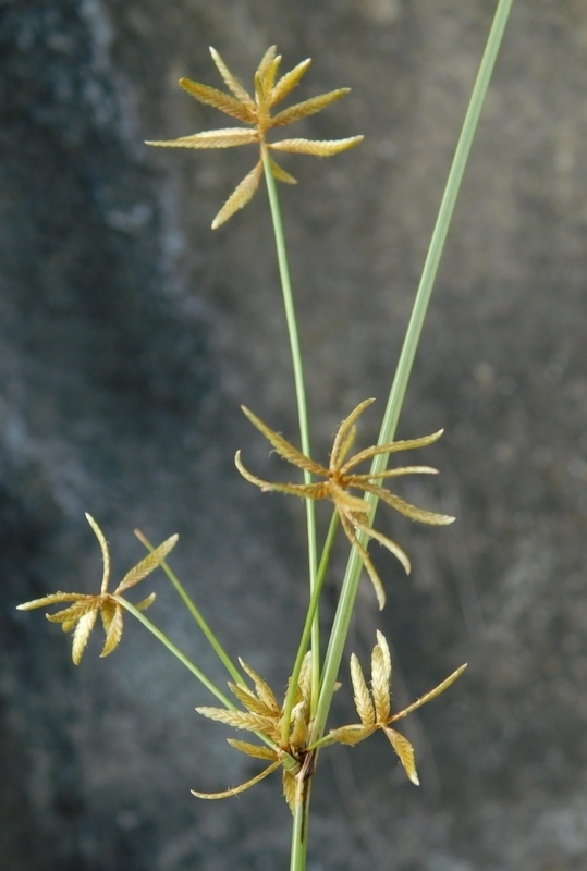 Cyperus flavidus アゼガヤツリ - Nature Around Takarazuka