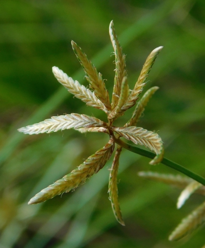 Cyperus flavidus アゼガヤツリ - Nature Around Takarazuka