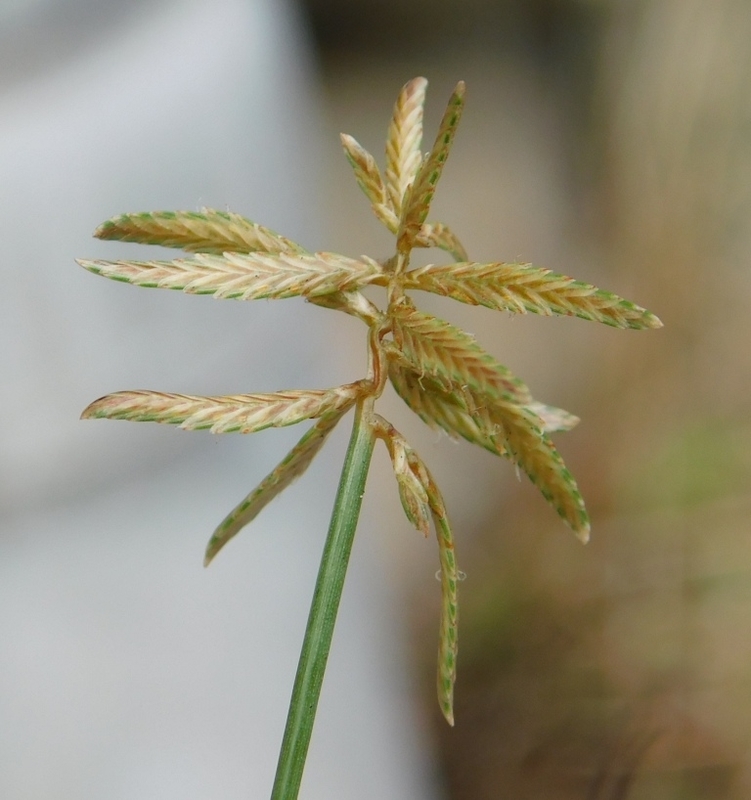 Cyperus flavidus アゼガヤツリ - Nature Around Takarazuka