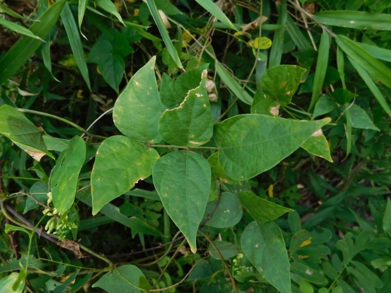Apios fortunei ホドイモ - Nature Around Takarazuka