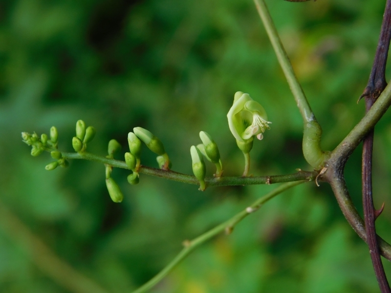 Apios fortunei ホドイモ - Nature Around Takarazuka