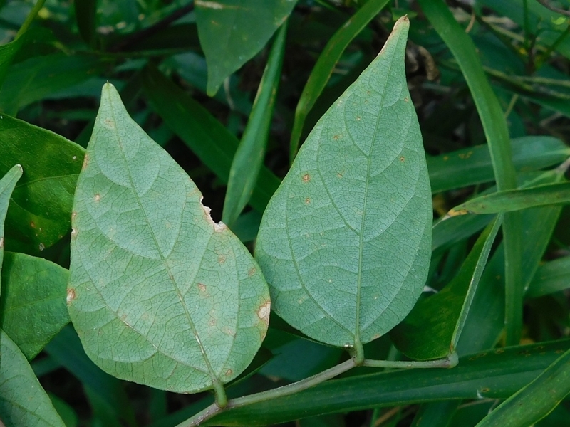Apios fortunei ホドイモ - Nature Around Takarazuka