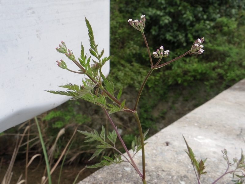 Torilis scabra オヤブジラミ - Nature Around Takarazuka