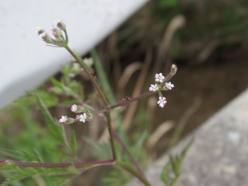 Torilis scabra オヤブジラミ - Nature Around Takarazuka