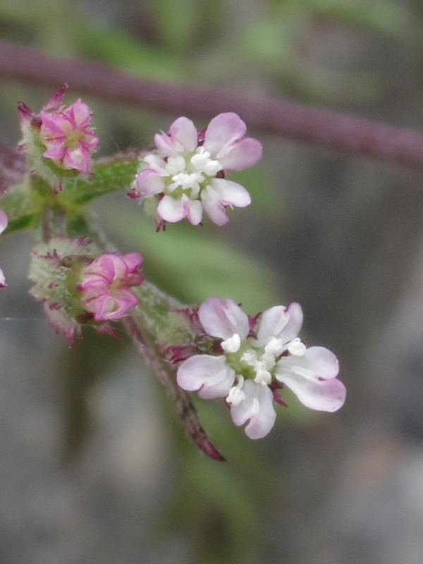Torilis scabra オヤブジラミ - Nature Around Takarazuka