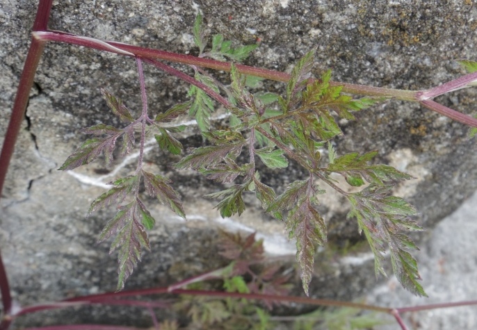 Torilis scabra オヤブジラミ - Nature Around Takarazuka
