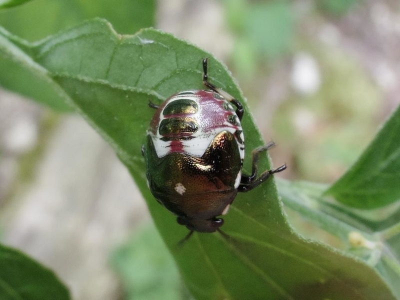 Menida violacea ツマジロカメムシ - Nature Around Takarazuka