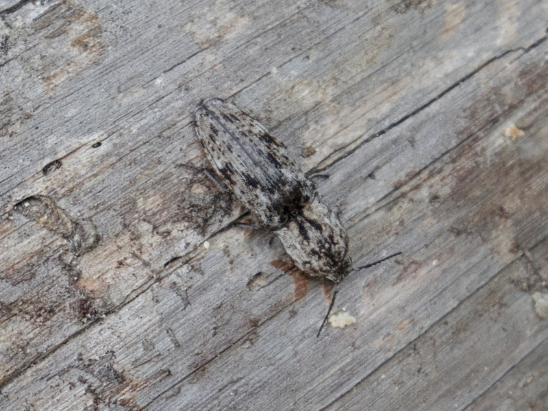 Cryptalaus berus(?) ウバタマコメツキ？ - Nature Around Takarazuka