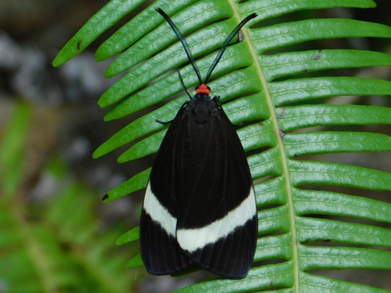 Pidorus glaucopis ホタルガ - Nature Around Takarazuka