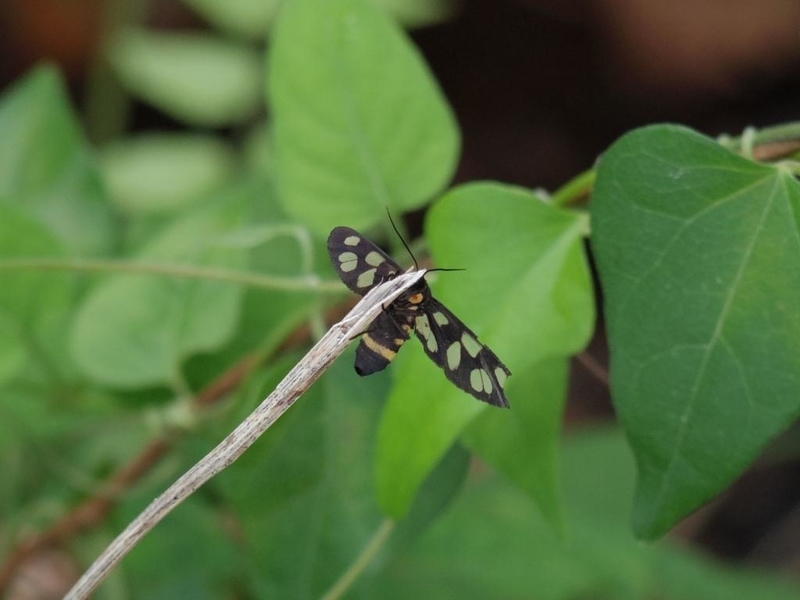 Amata fortunei カノコガ - Nature Around Takarazuka