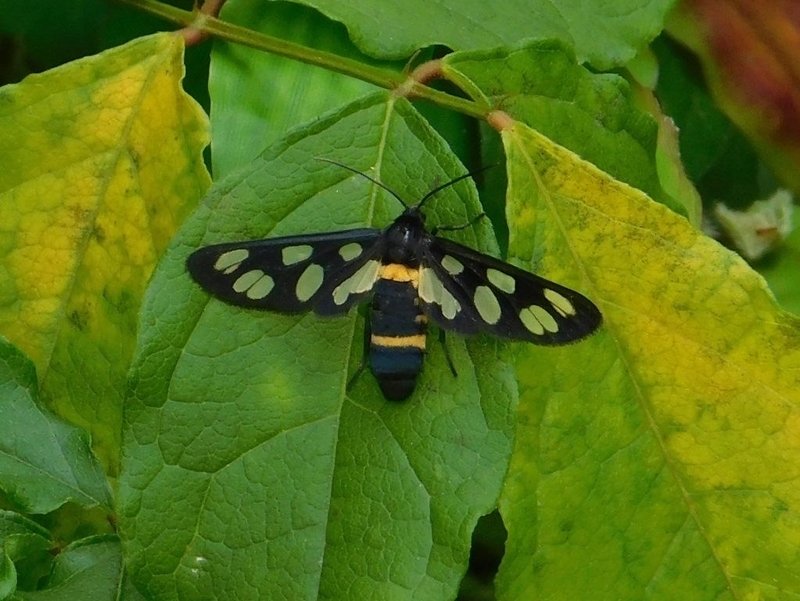 Amata fortunei カノコガ - Nature Around Takarazuka