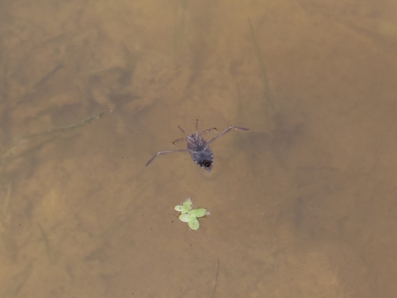 Notonecta triguttata マツモムシ - Nature Around Takarazuka