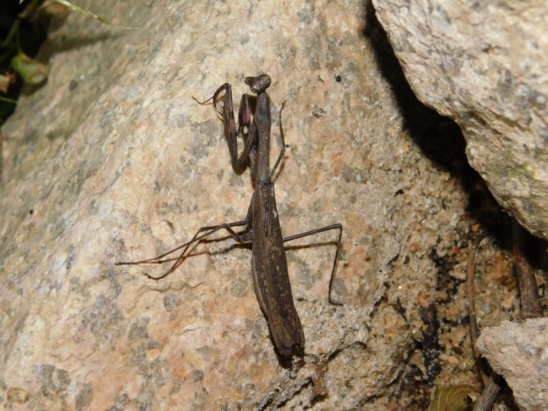 Statilia maculata コカマキリ - Nature Around Takarazuka
