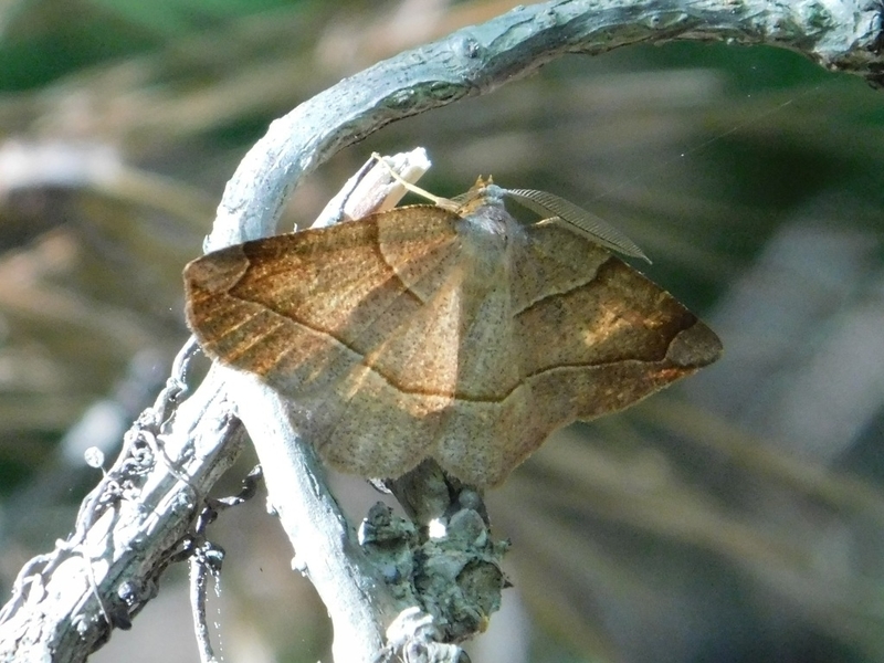 Endropiodes abjectus ツマキリエダシャク - Nature Around Takarazuka