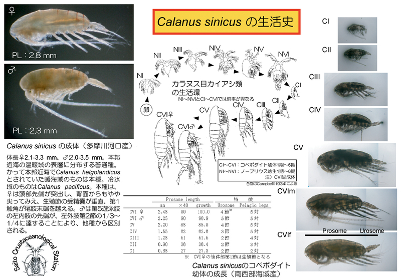 カラヌス・シニカス - Nob!!の勝手に甲殻類 ～ミジンコからタカアシガニまで～（その2）