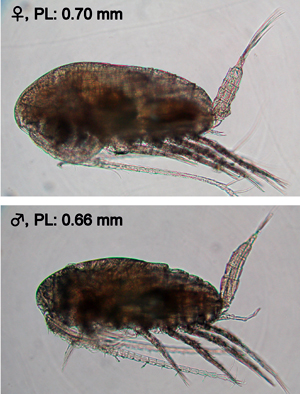 パラカラヌス・オリエンタリス - Nob!!の勝手に甲殻類 ～ミジンコからタカアシガニまで～（その2）