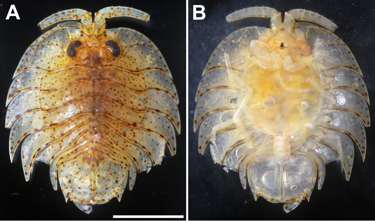 セロリスを日本で発見！？ - Nob!!の勝手に甲殻類 ～ミジンコからタカアシガニまで～（その2）