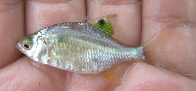中国で見た魚 - オイカワ丸の湿地帯中毒