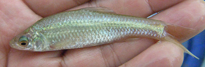 中国で見た魚 - オイカワ丸の湿地帯中毒