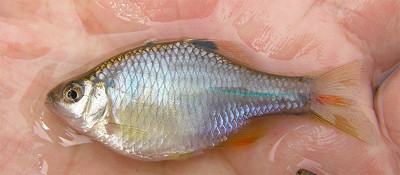 中国で見た魚 - オイカワ丸の湿地帯中毒