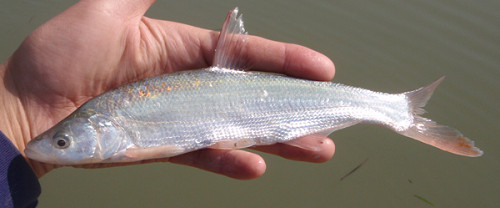 中国の淡水魚その12（最終回） - オイカワ丸の湿地帯中毒