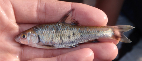 中国の淡水魚その12（最終回） - オイカワ丸の湿地帯中毒