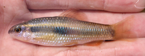 中国の淡水魚その12（最終回） - オイカワ丸の湿地帯中毒