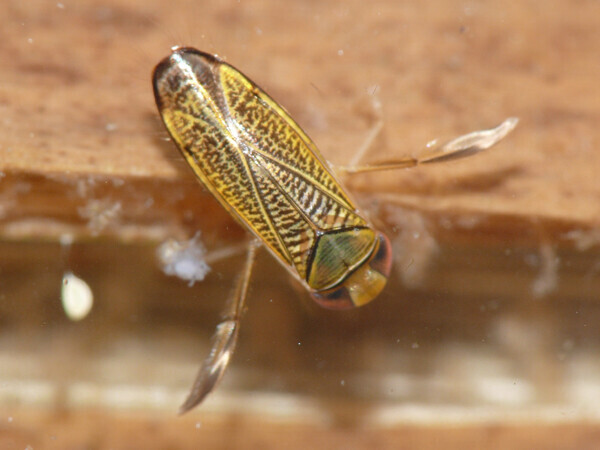 日記 - オイカワ丸の湿地帯中毒