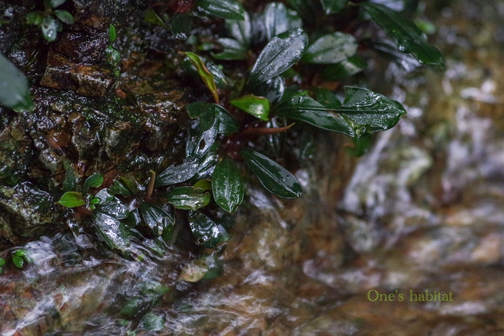 Bucephalandra bogneri ブセファランドラ ボグネリ - One's habitat Blog