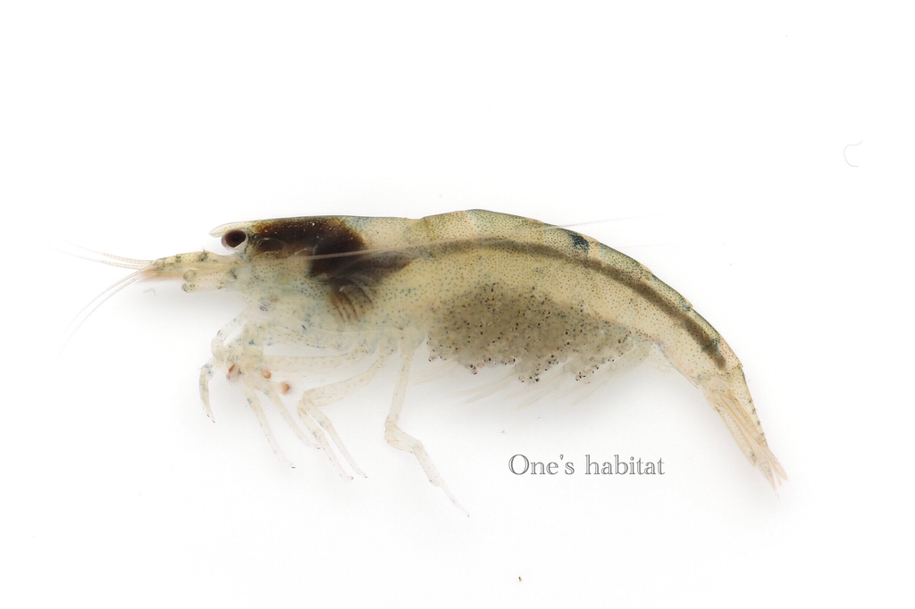 トゲナシヌマエビ Caridina typus - One's habitat Blog